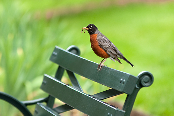 The benefits of being an early bird